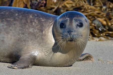 Harbor Seal Facts For Kids NatureMapping